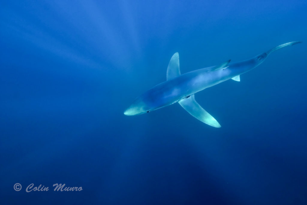 Cornwall's blue sharks - Marine Bio-images BlogMarine Bio-images Blog