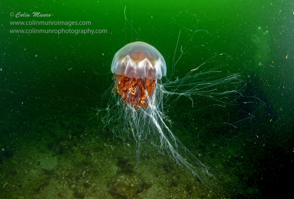 The extraordinary life cycle of the lion's mane jellyfish - Marine Bio ...