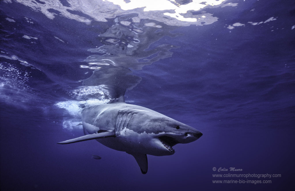 Great whites sharks, makos or sailfish, what is the fastest fish ...