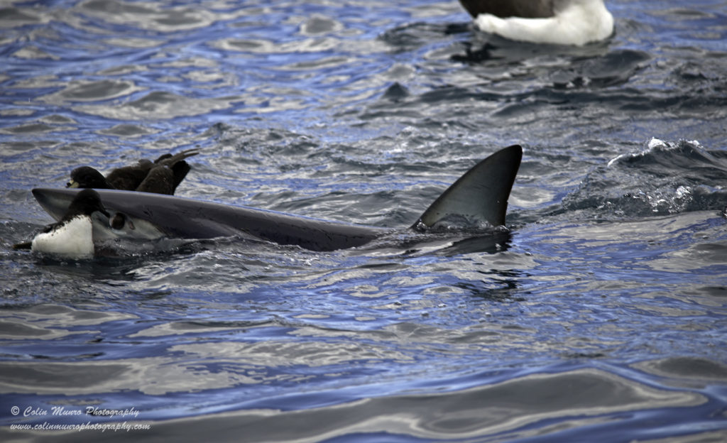 Great whites sharks, makos or sailfish, what is the fastest fish ...